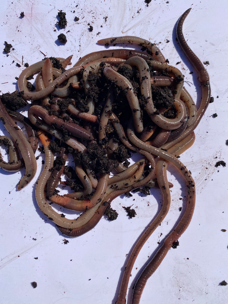 Lobworms available now for the new season – wormsdirect.ie