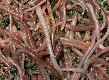 Fishing Worms – wormsdirect.ie