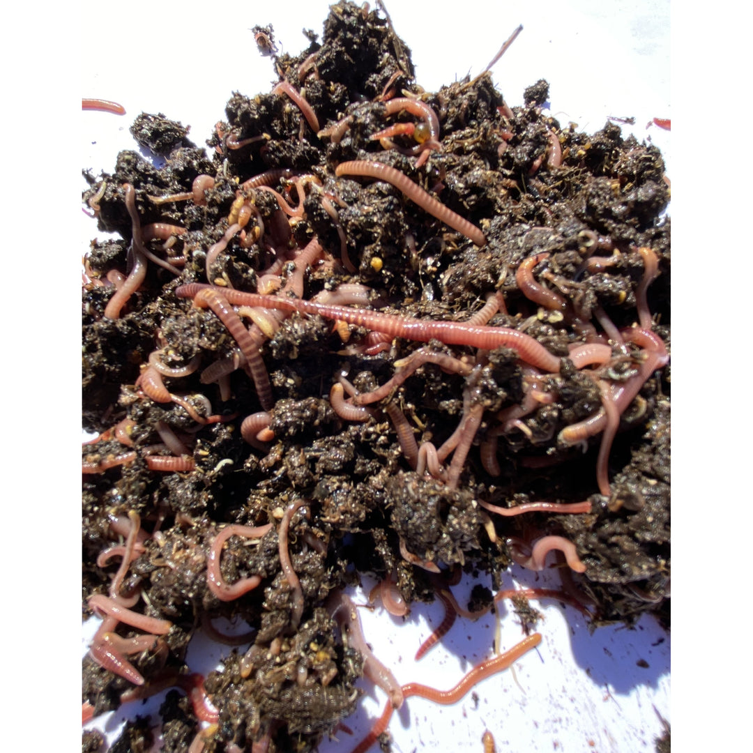 Fishing Worms – wormsdirect.ie